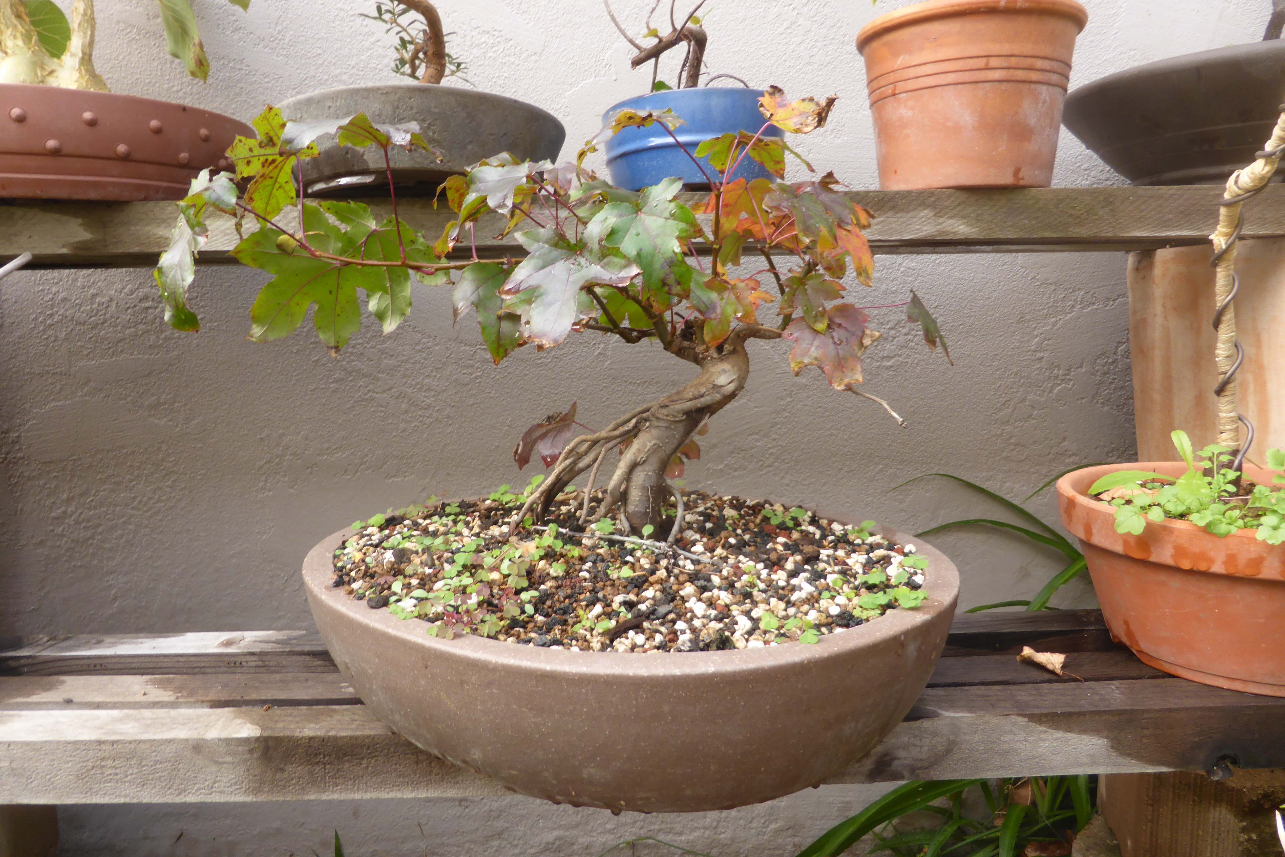 Liquidambar (Liquidambar styraciflua) – beginBonsai