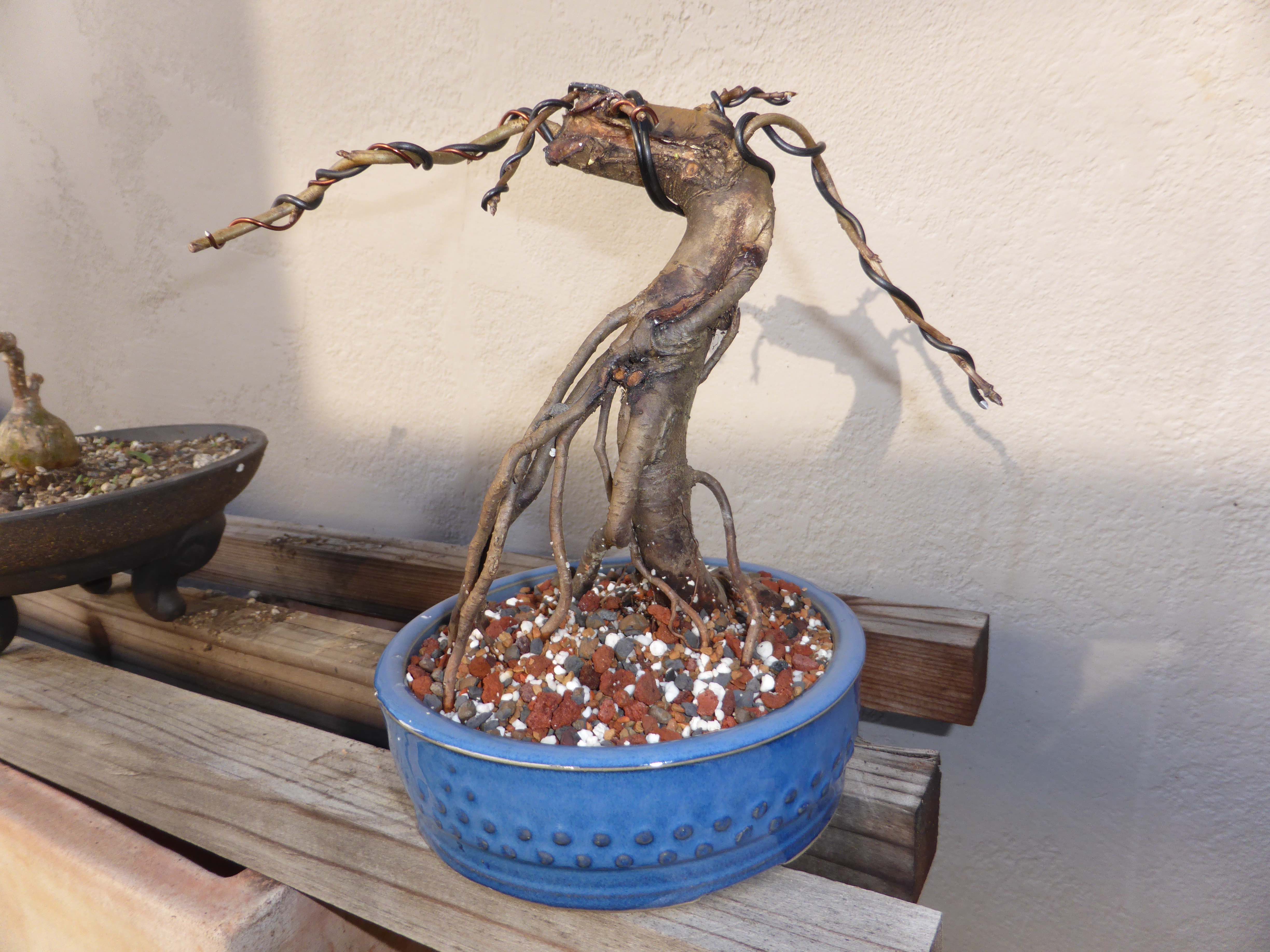 Liquidambar (Liquidambar styraciflua) – beginBonsai