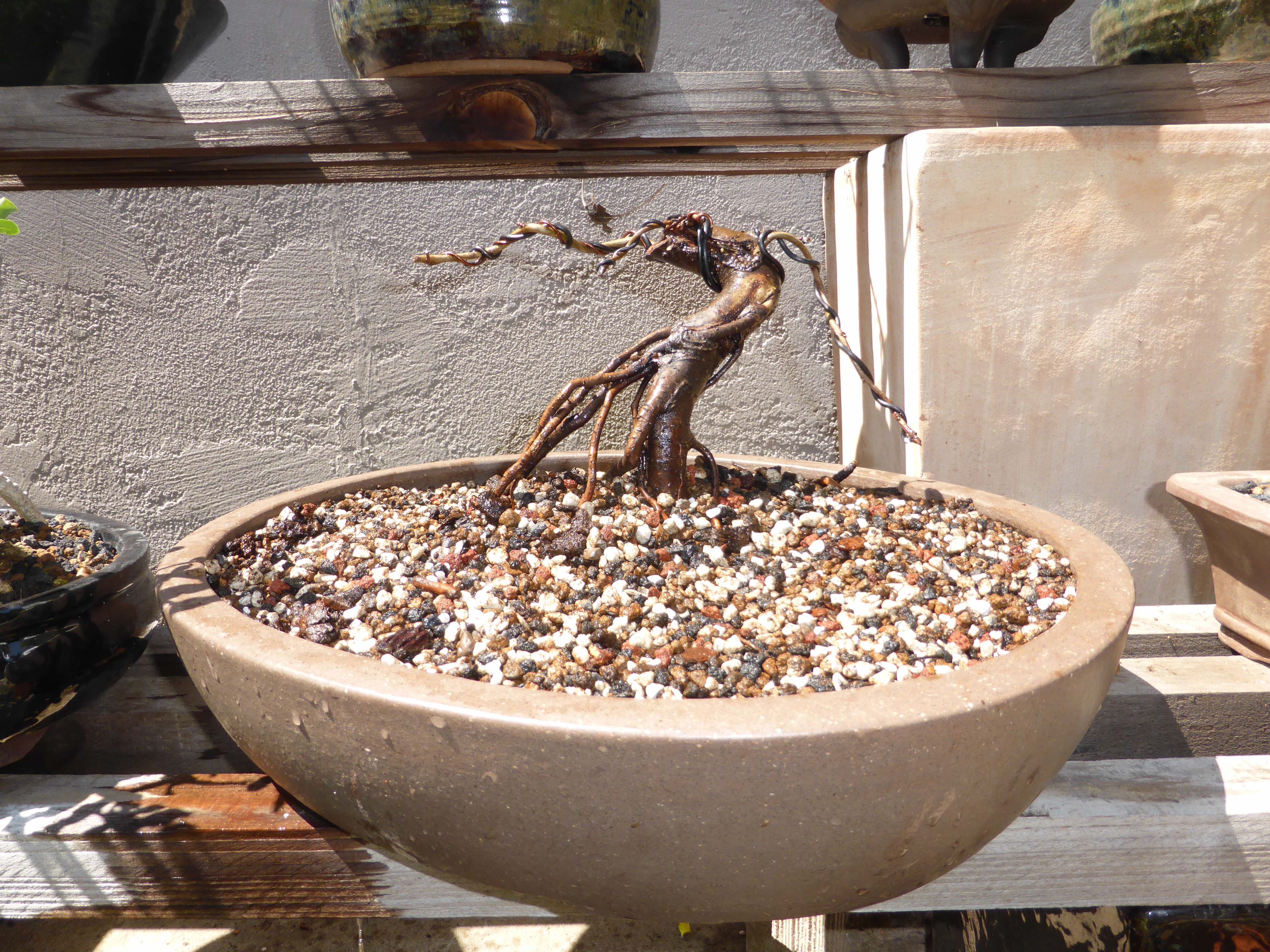 Liquidambar (Liquidambar styraciflua) – beginBonsai