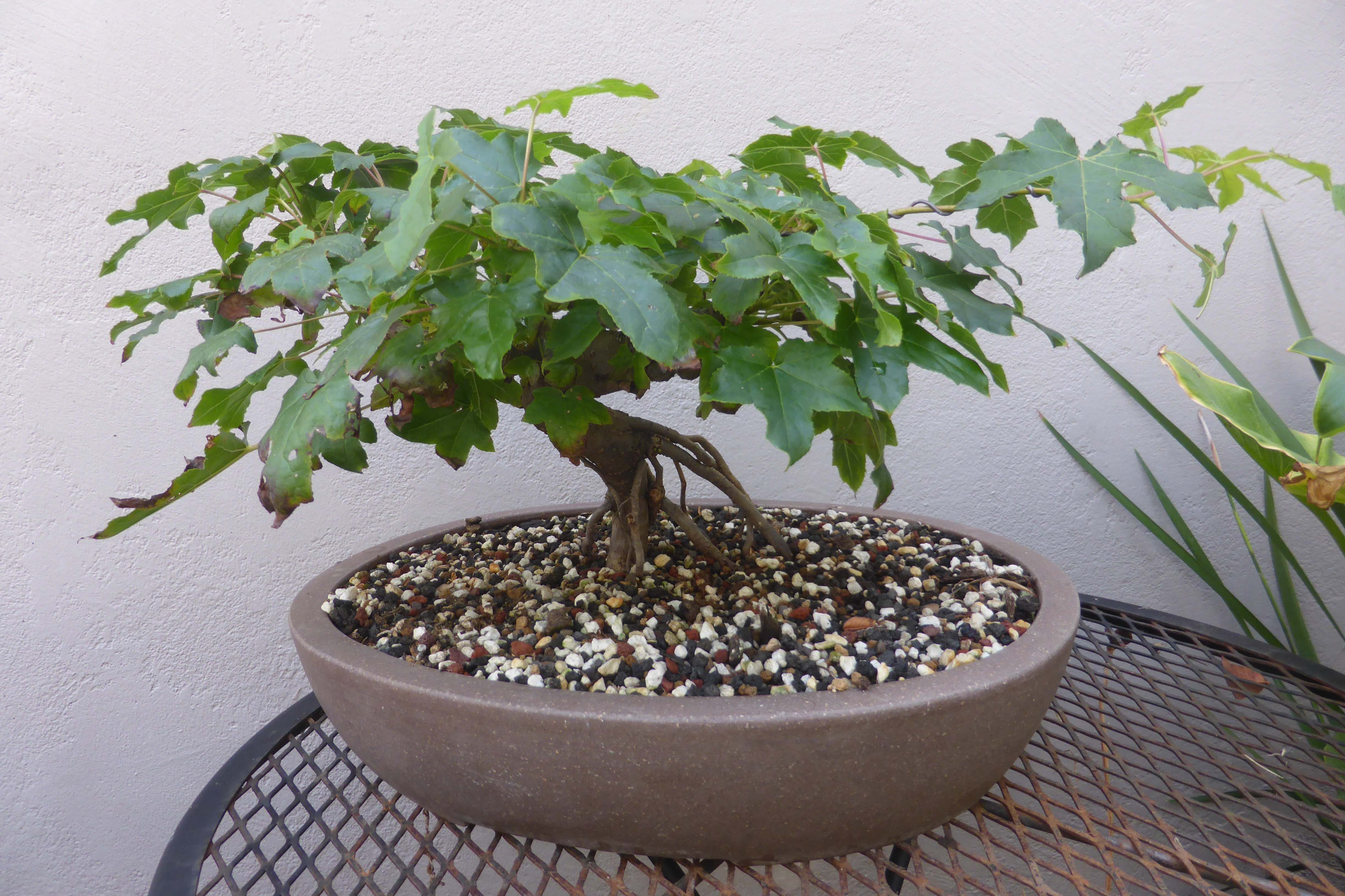 Liquidambar (Liquidambar styraciflua) – beginBonsai