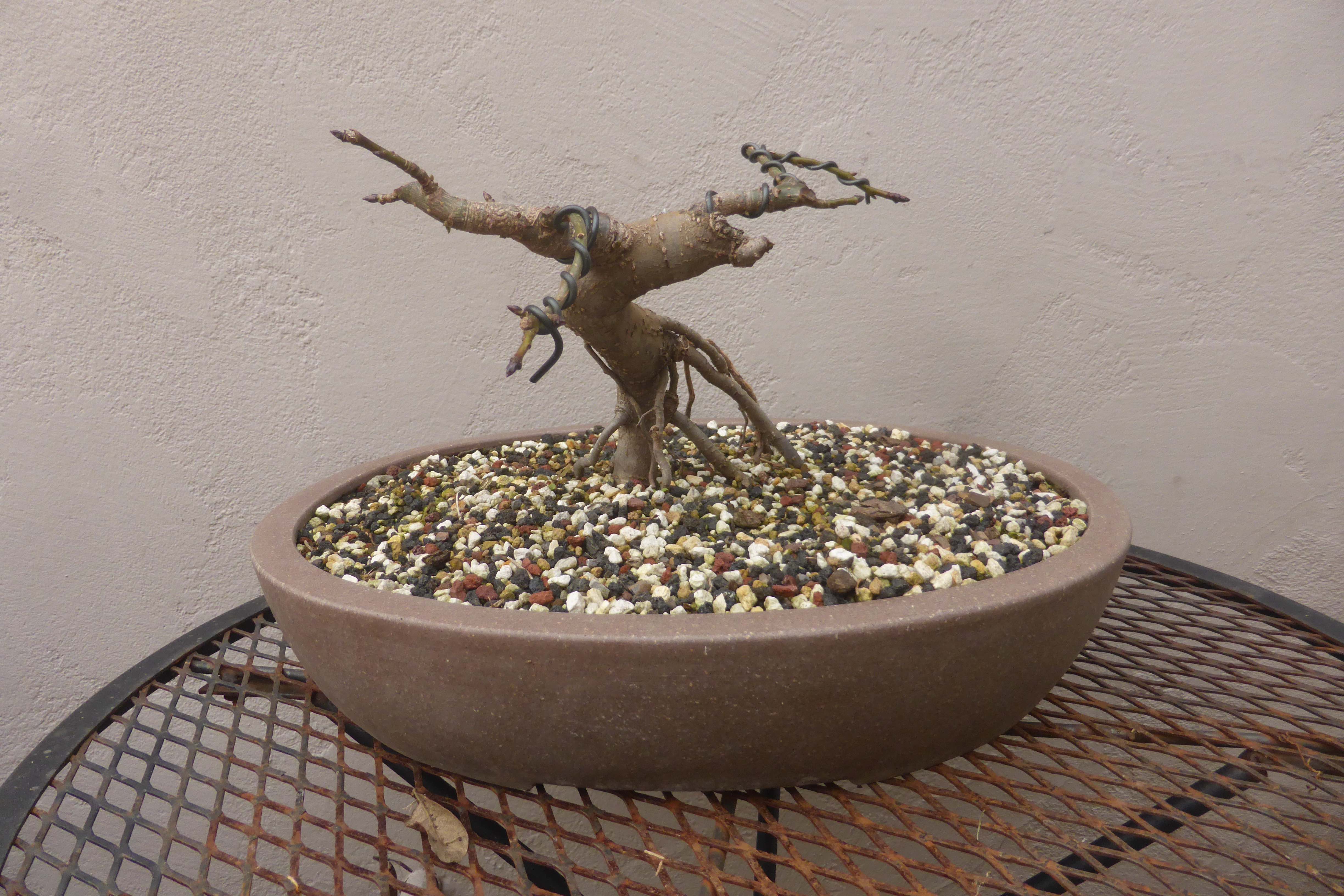 Liquidambar (Liquidambar styraciflua) – beginBonsai