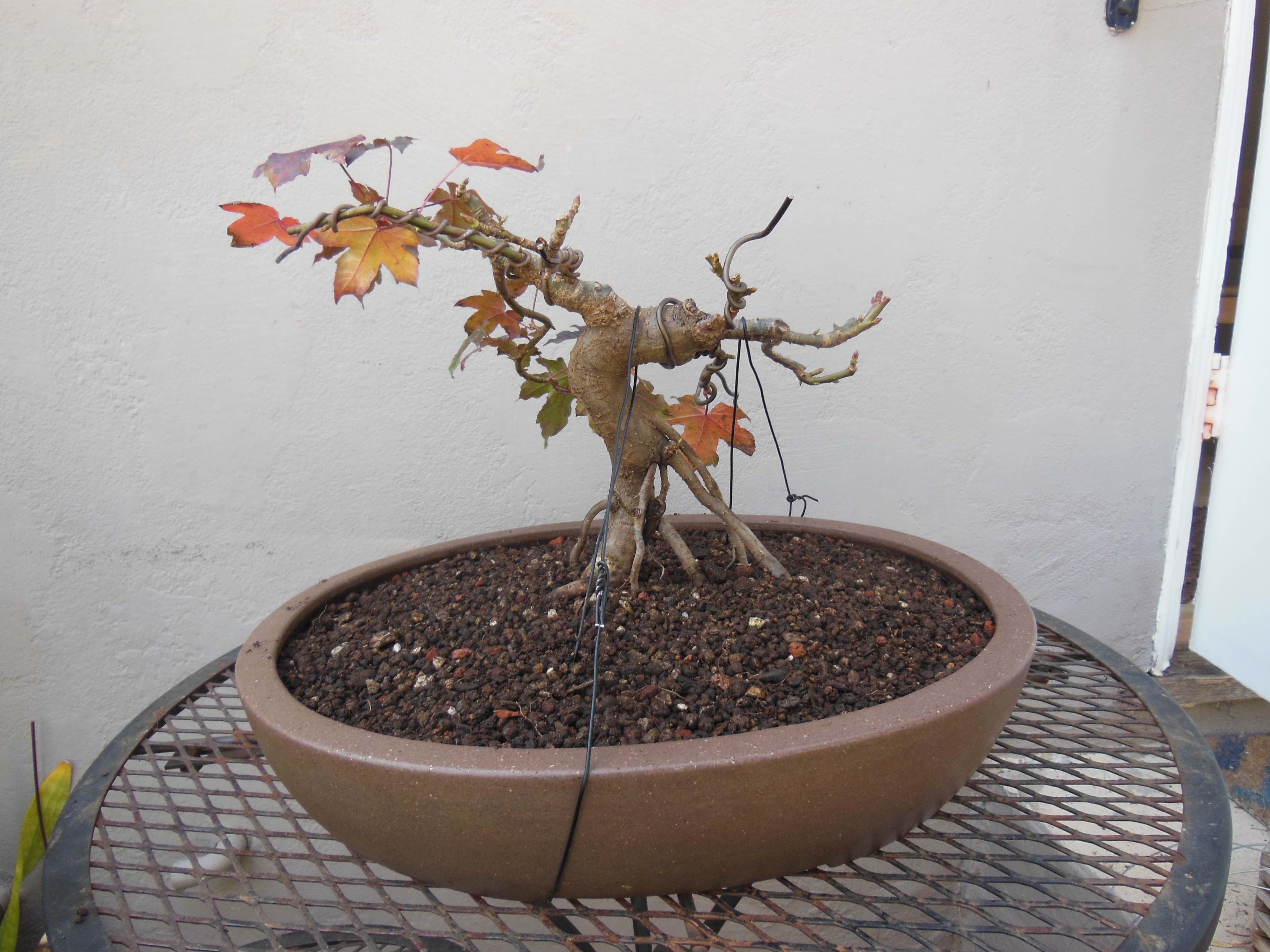 Liquidambar (Liquidambar styraciflua) – beginBonsai