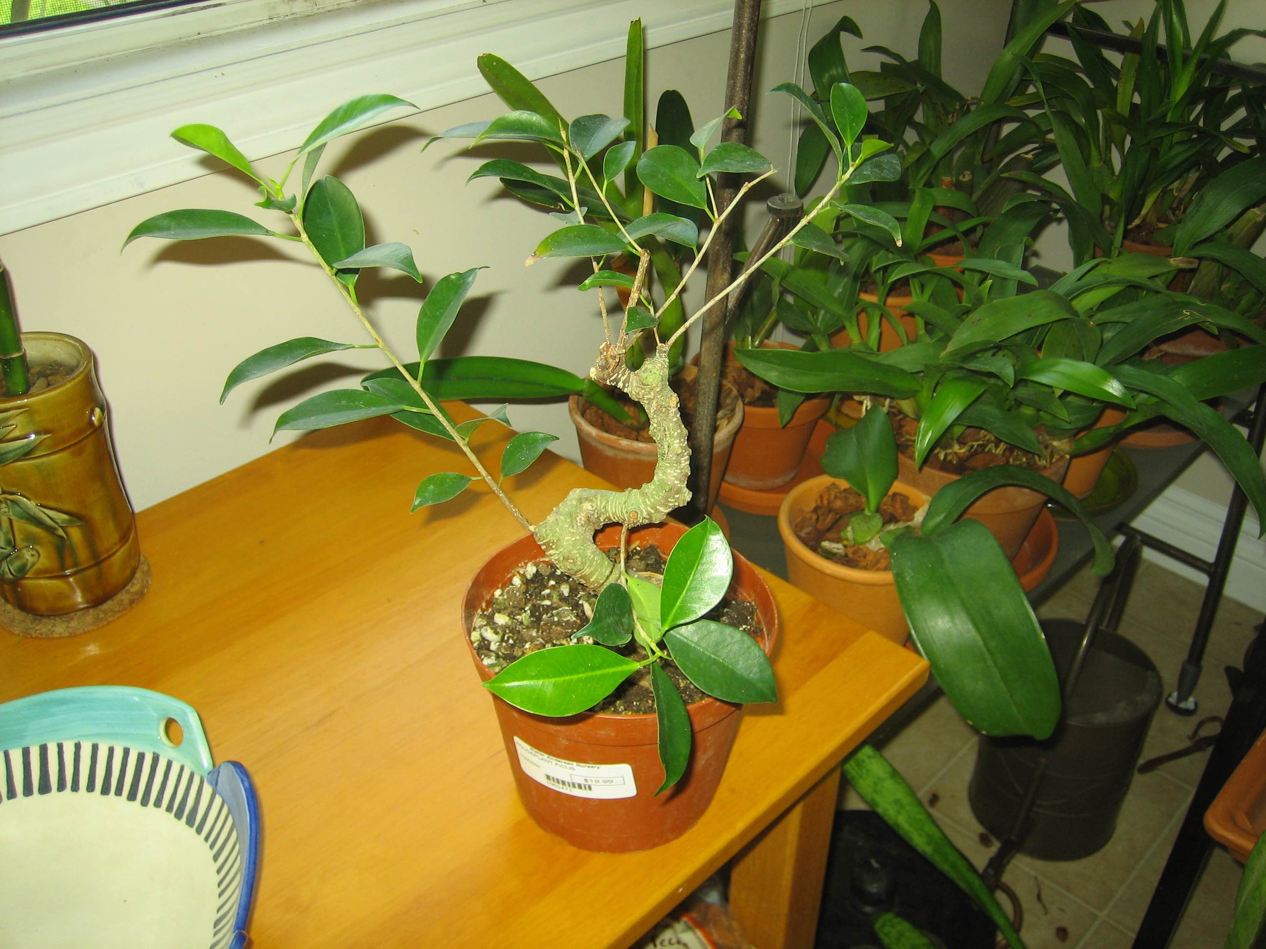 Tiger-bark ficus (Ficus microcarpa) – beginBonsai