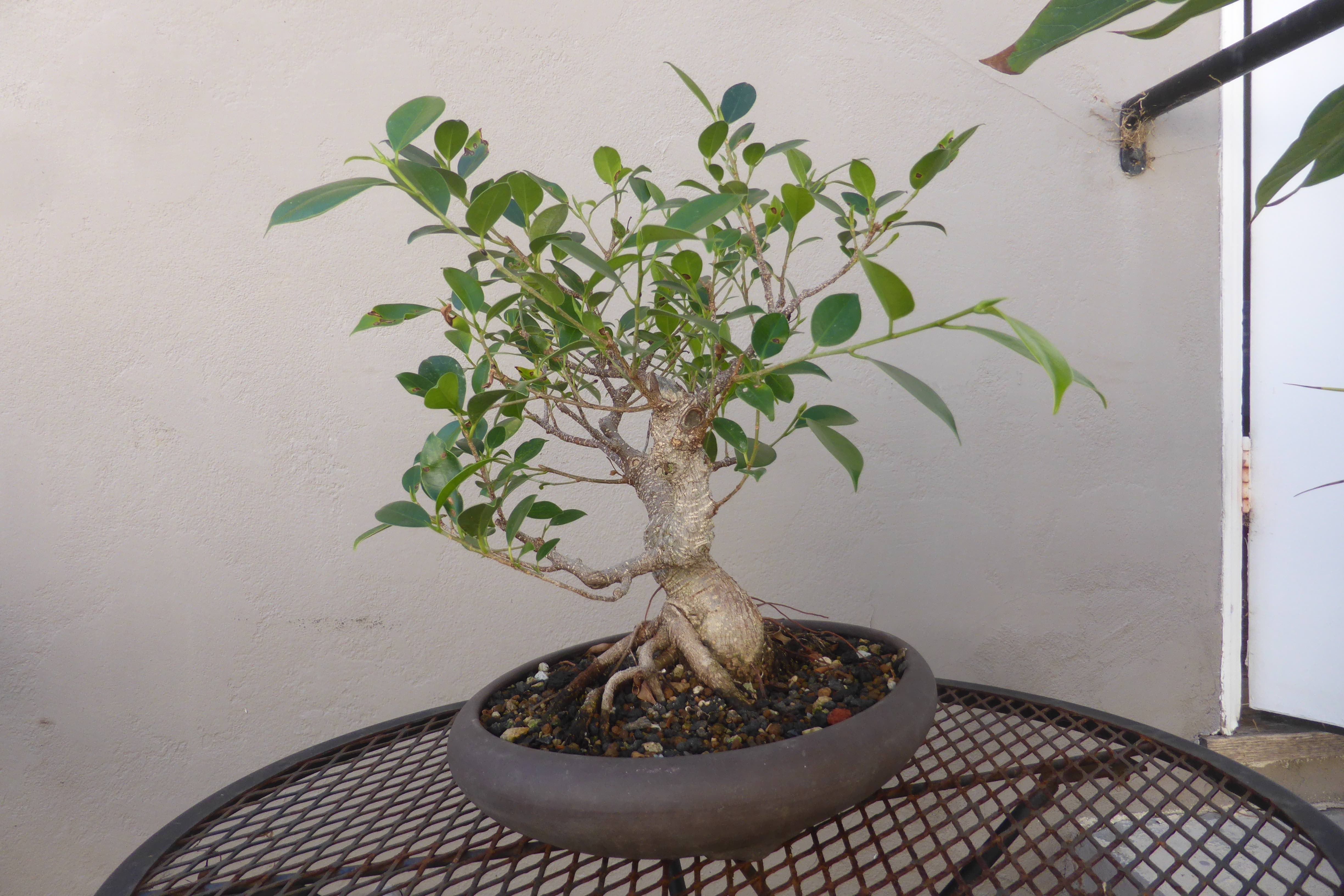 Tiger-bark ficus (Ficus microcarpa) – beginBonsai