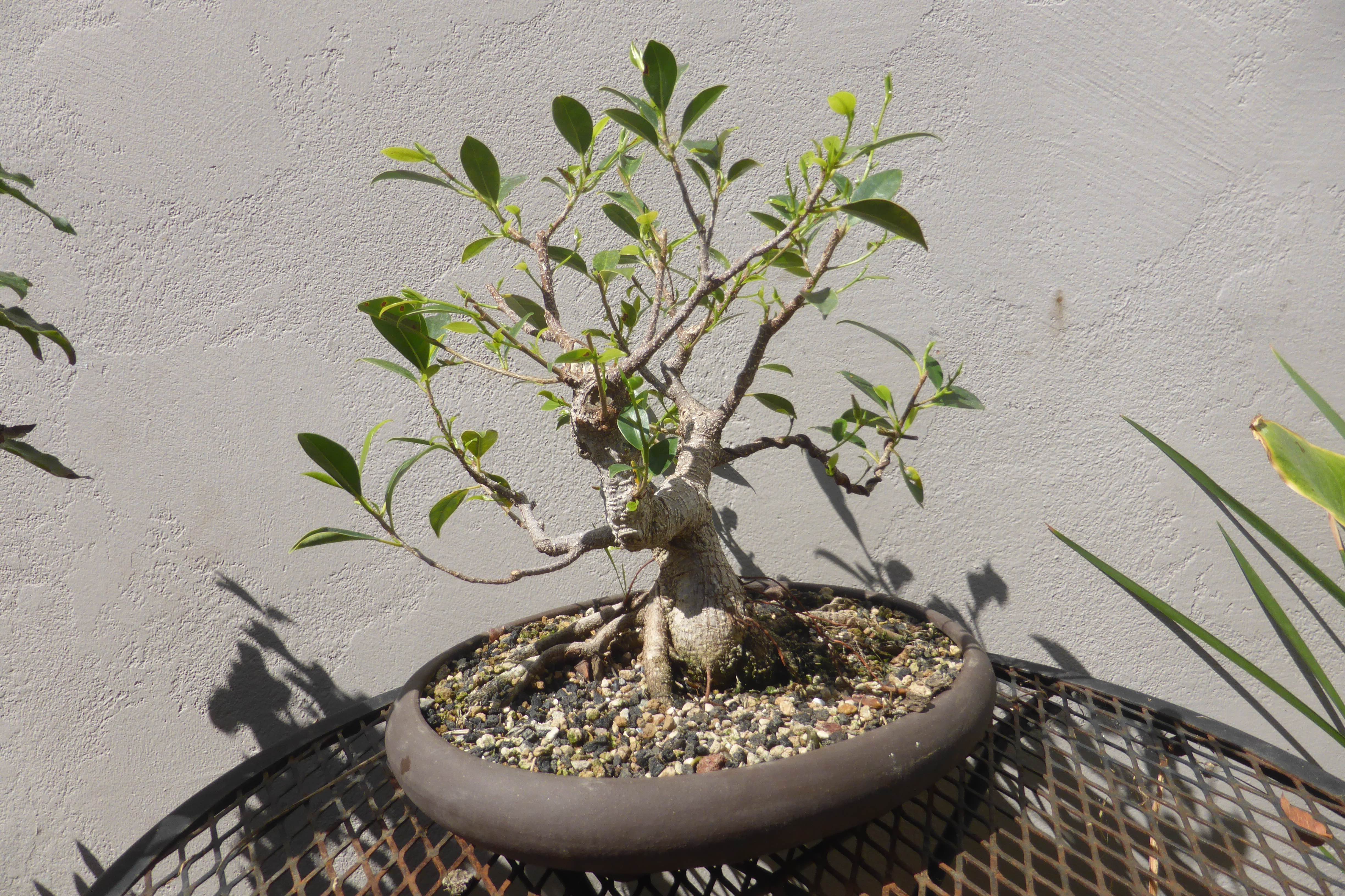 Tiger-bark ficus (Ficus microcarpa) – beginBonsai