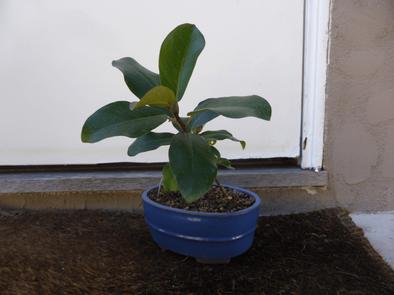 African strangler fig (Ficus natalensis) – beginBonsai