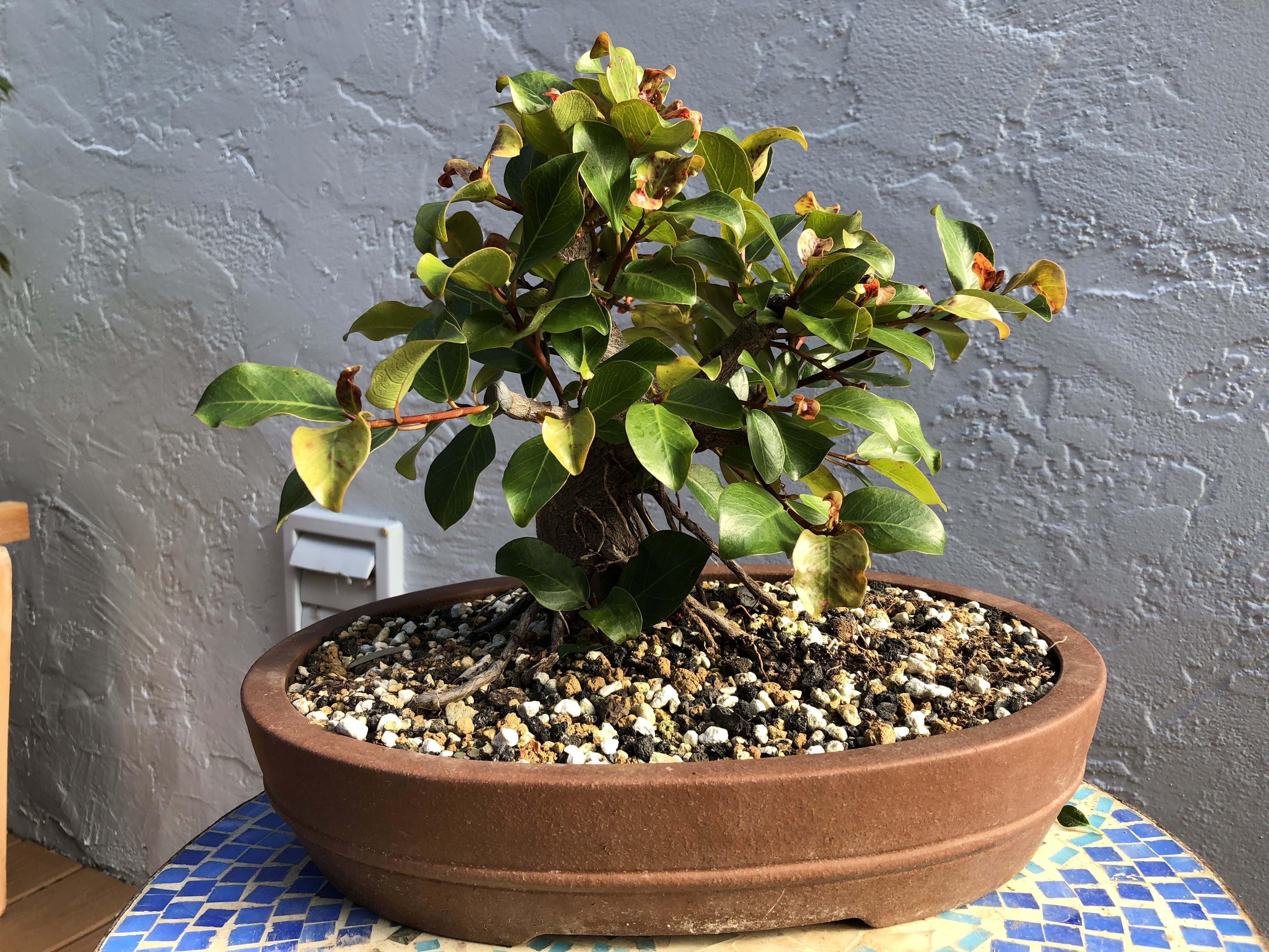 African strangler fig II (Ficus natalensis) – beginBonsai