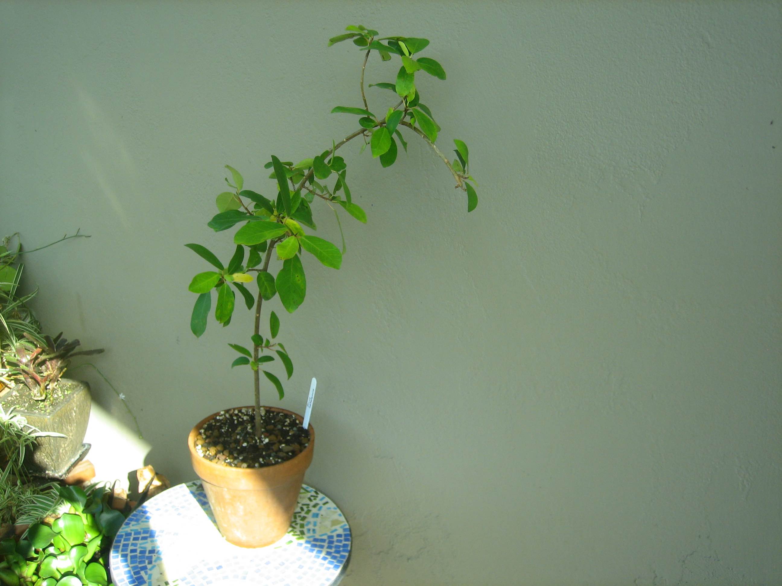 My original African strangler fig (Ficus natalensis) – beginBonsai