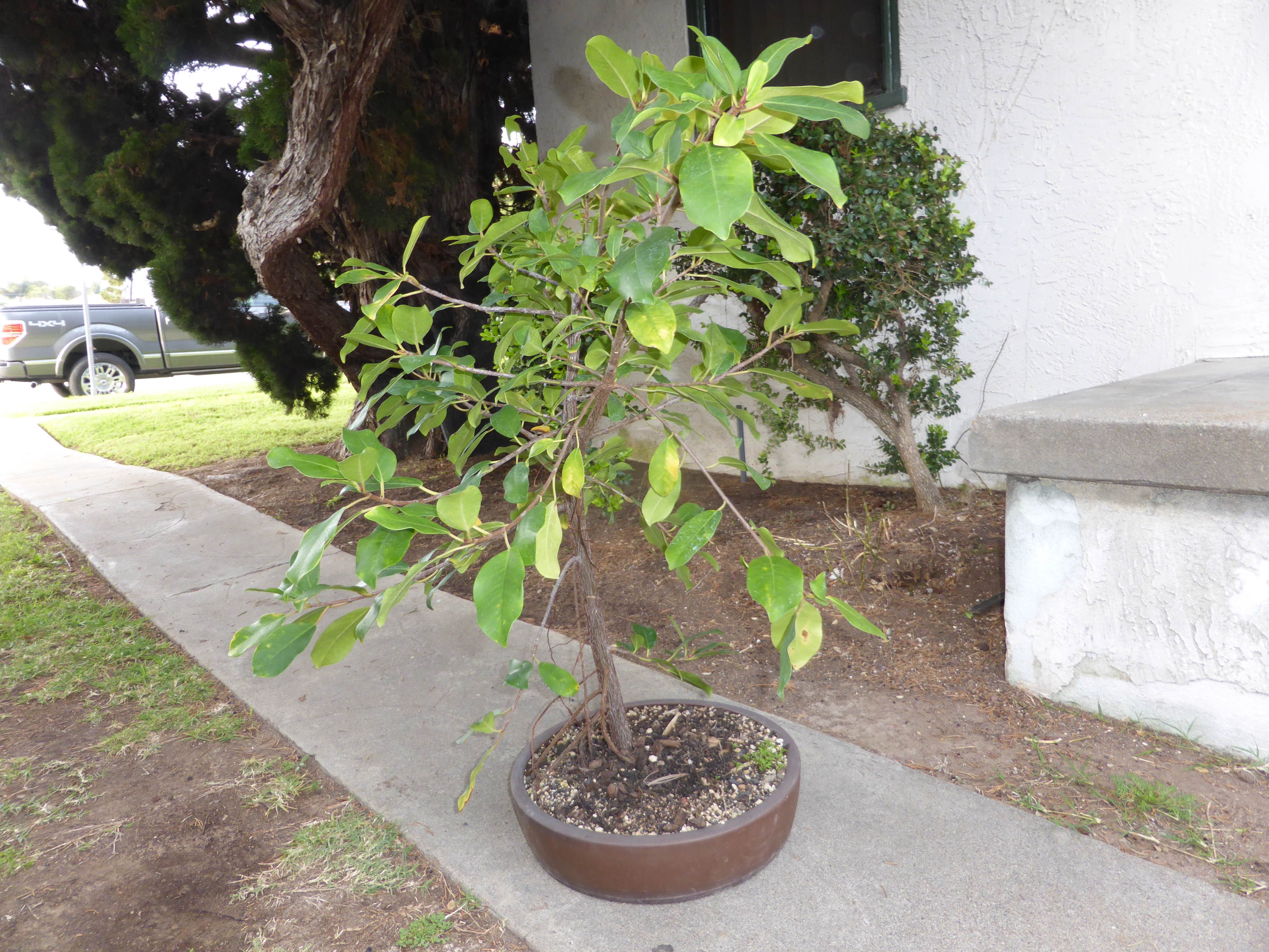 My original African strangler fig (Ficus natalensis) – beginBonsai