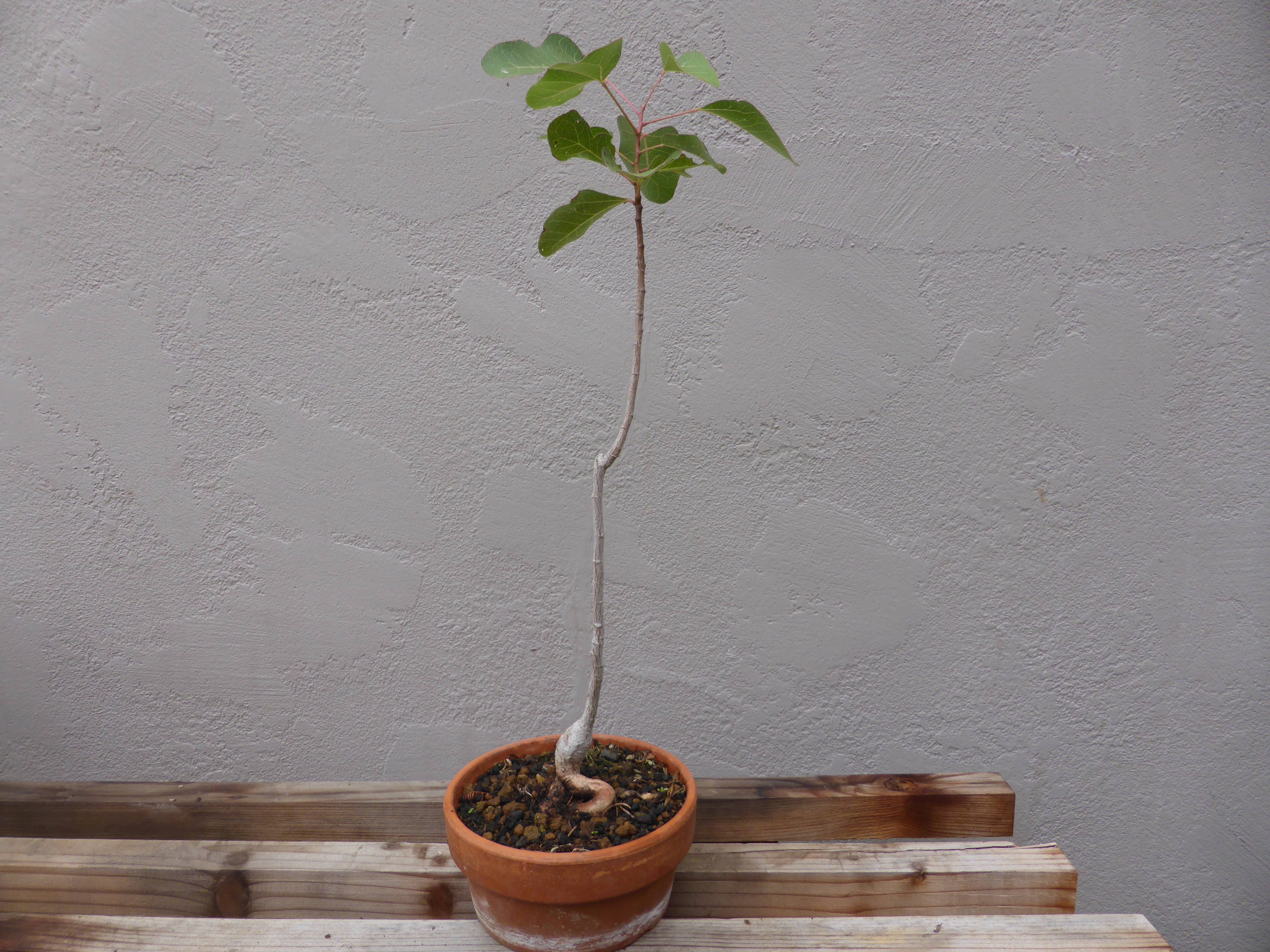 Kurrajong (Brachychiton populneus) – beginBonsai