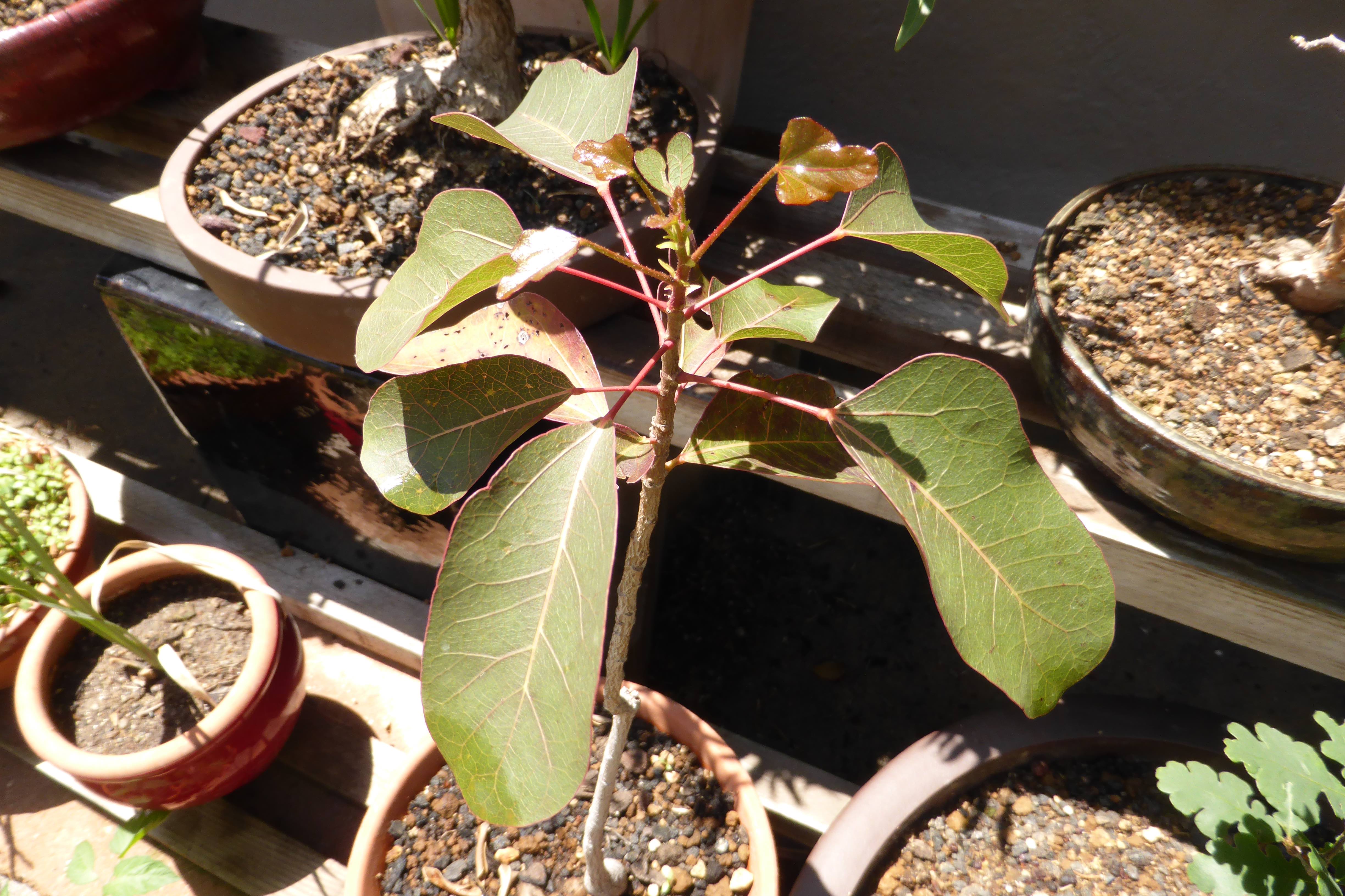 Kurrajong (Brachychiton populneus) – beginBonsai