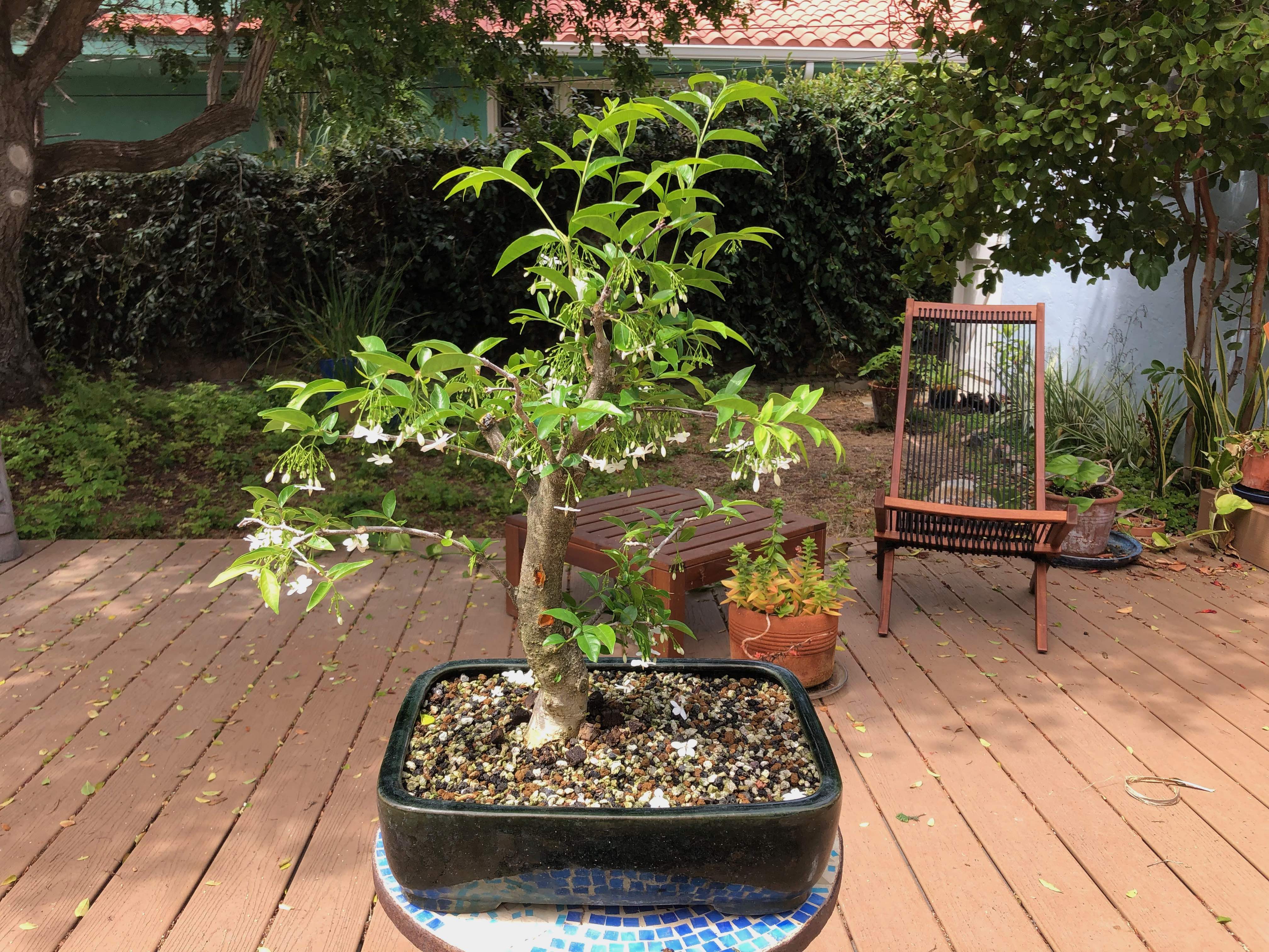 Water jasmine (Wrightia religiosa) – beginBonsai