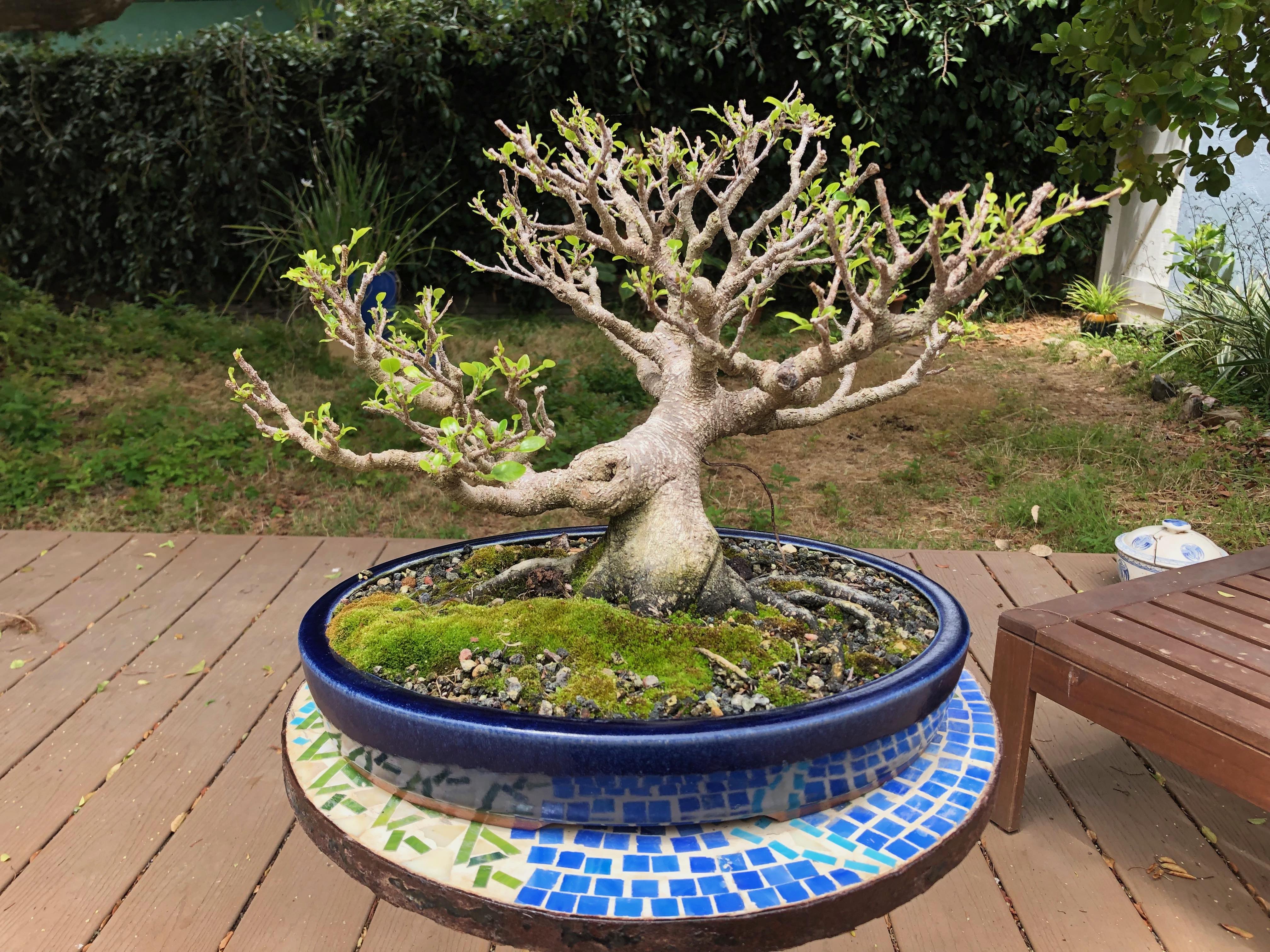 My first bonsai: Ficus microcarpa, the mother tree – beginBonsai