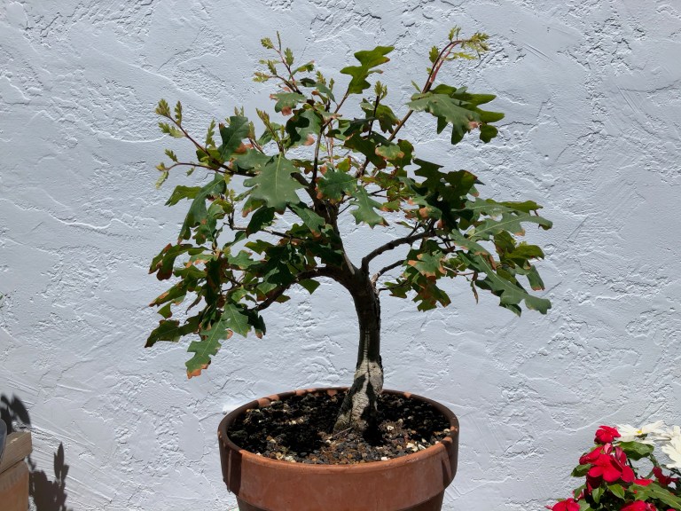 Oak under construction – valley oak (Quercus lobata) – beginBonsai