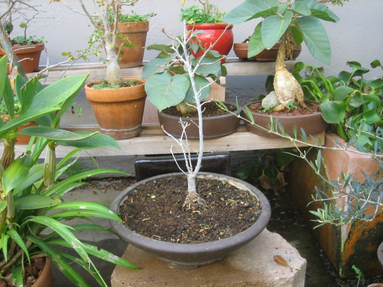 My oldest valley oak (Quercus lobata) – beginBonsai