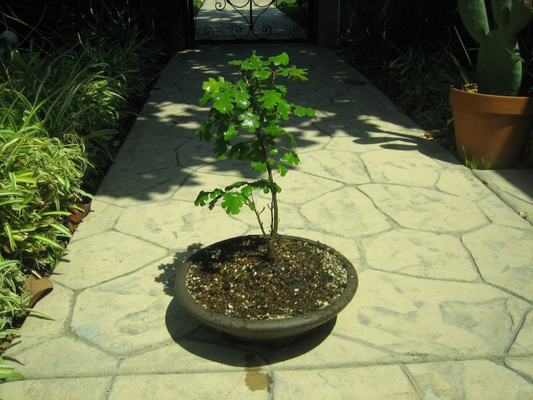 My oldest valley oak (Quercus lobata) – beginBonsai