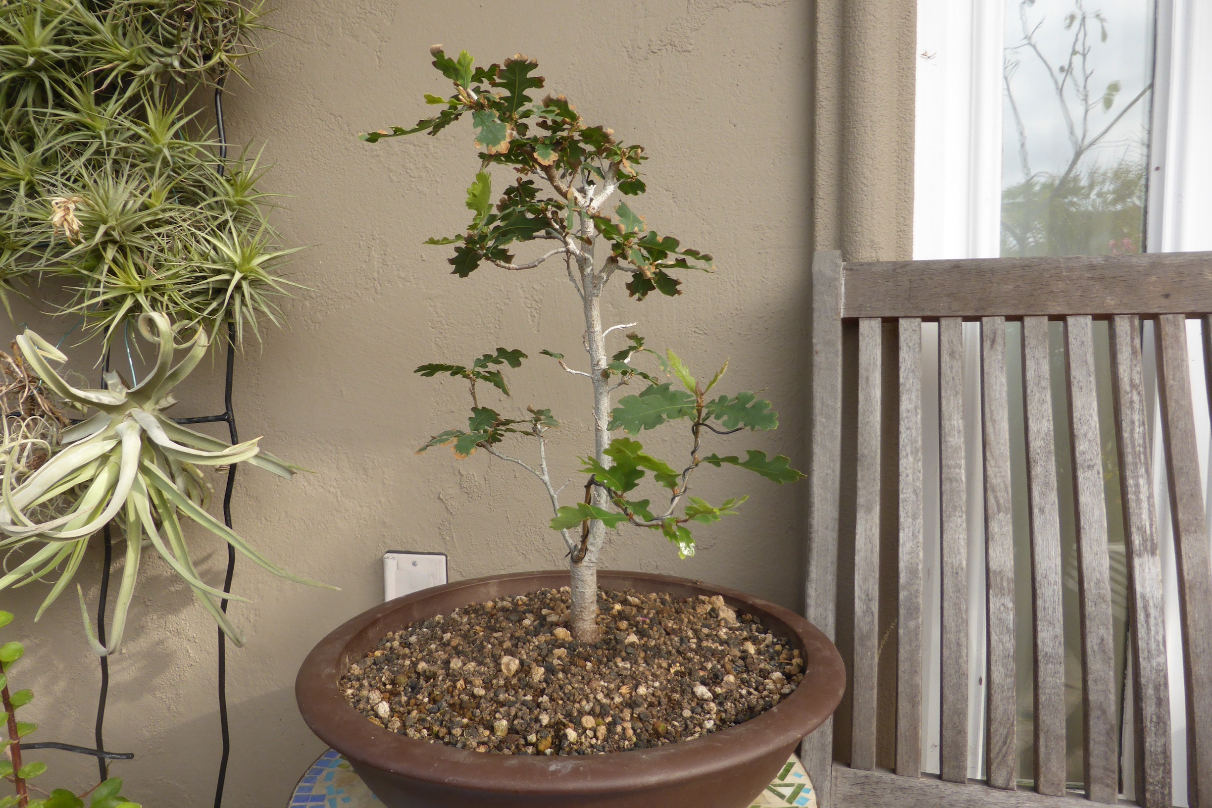 My oldest valley oak (Quercus lobata) – beginBonsai