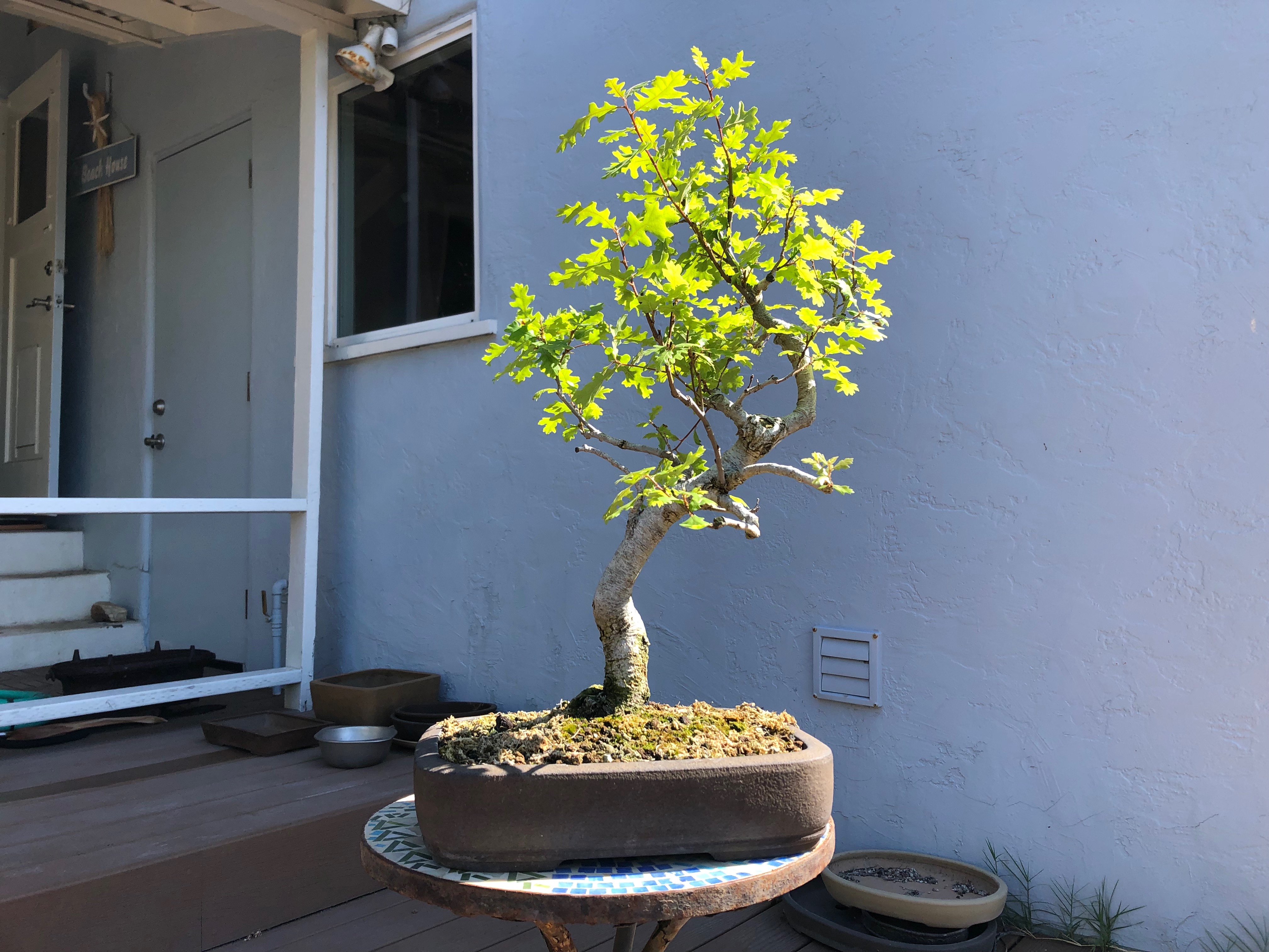 Valley oak (Quercus lobata) – beginBonsai